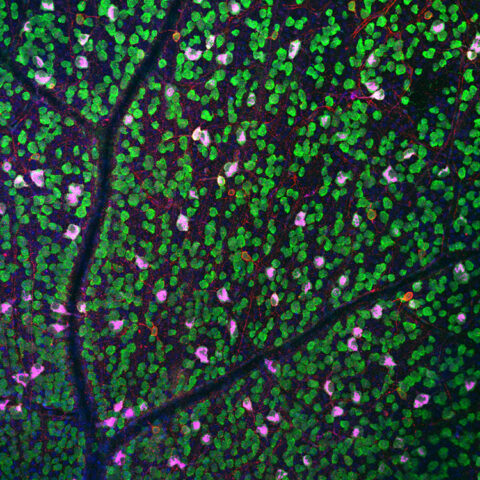 Our Research | Zhigang He Laboratory